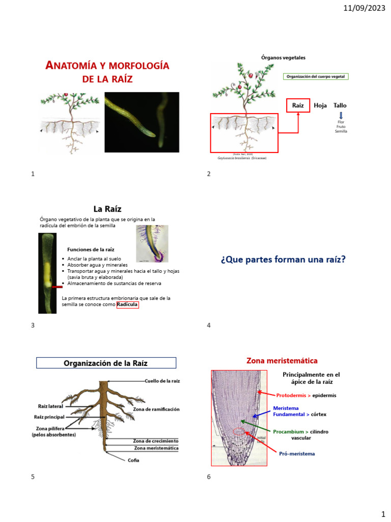 Clase 5 - Raíz | PDF | Raíz | Morfología (biología)