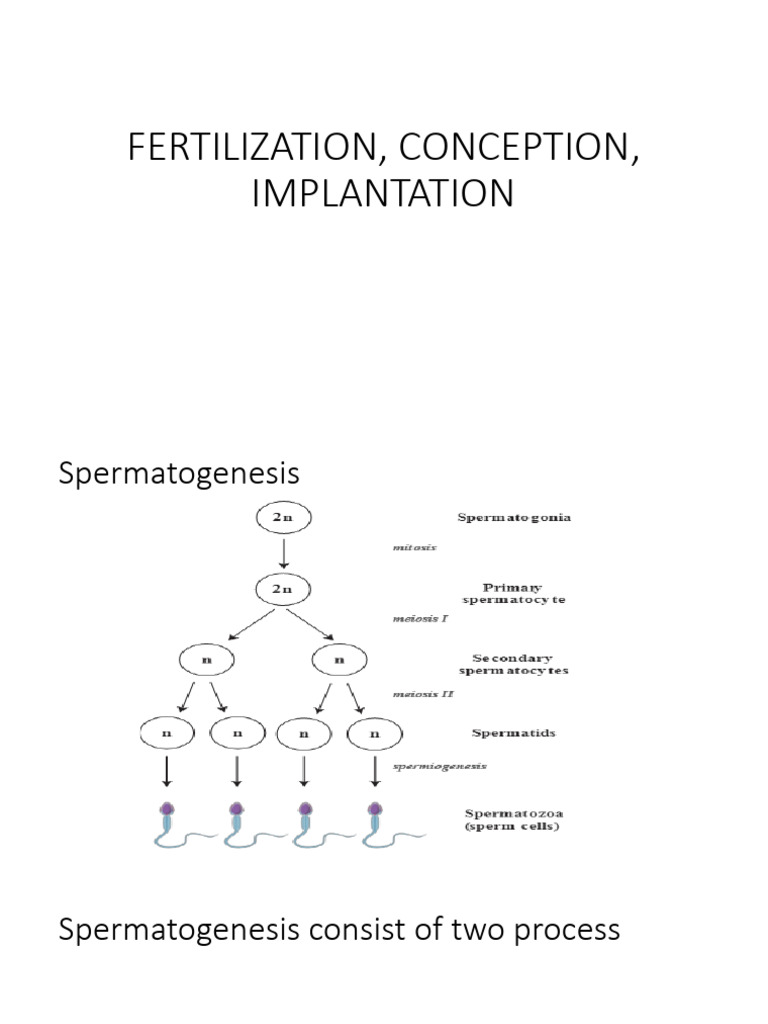 Fetal Development | PDF | Anatomy | Reproduction