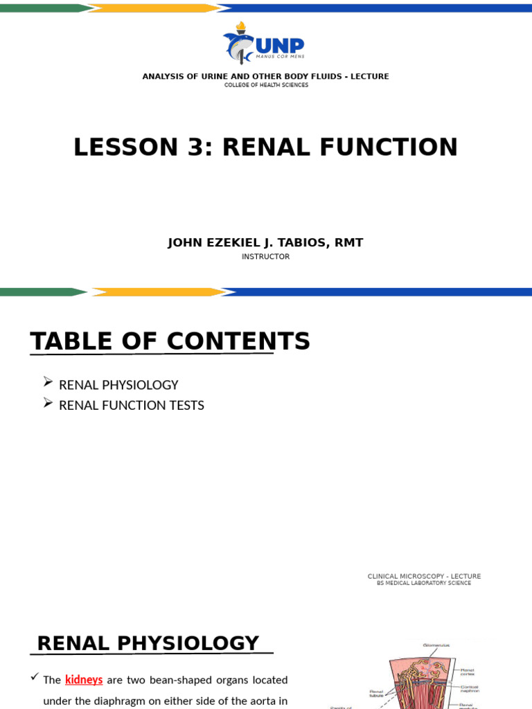 Urine Analysis and Renal Function Overview | PDF | Kidney | Organ (Anatomy)