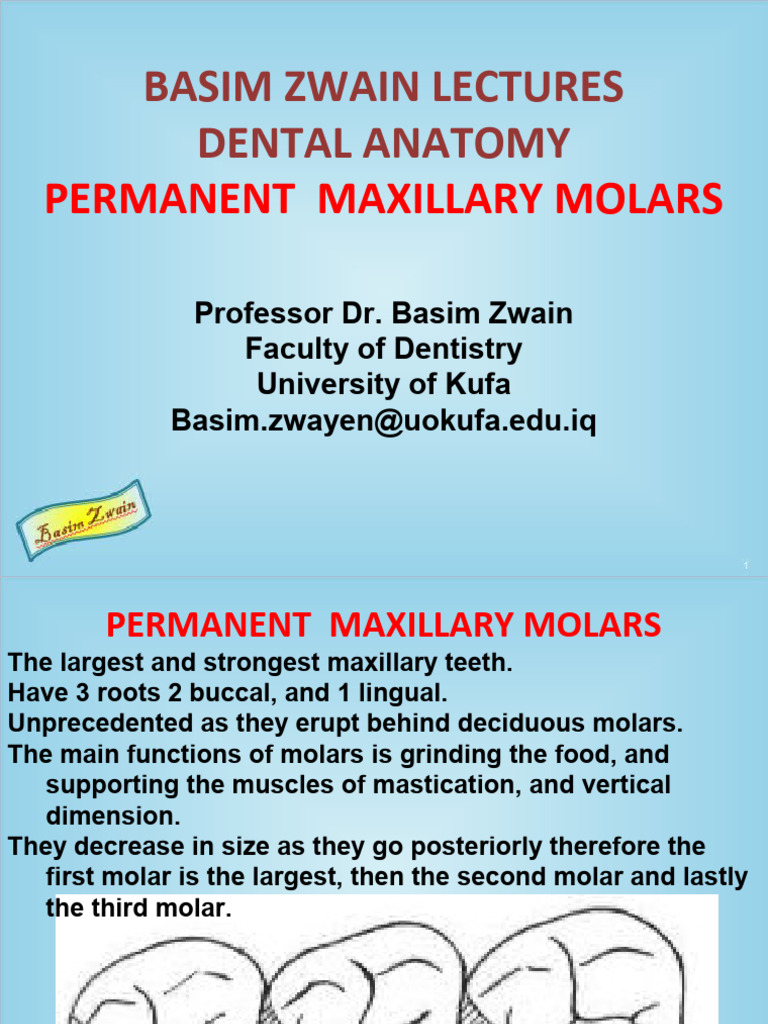 Permanent Maxillary Molars | PDF | Dental Anatomy | Mouth