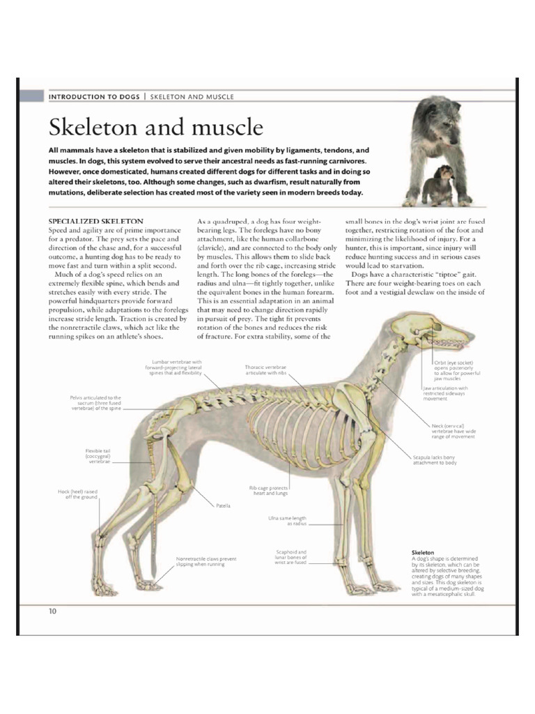 Dog 7 | PDF