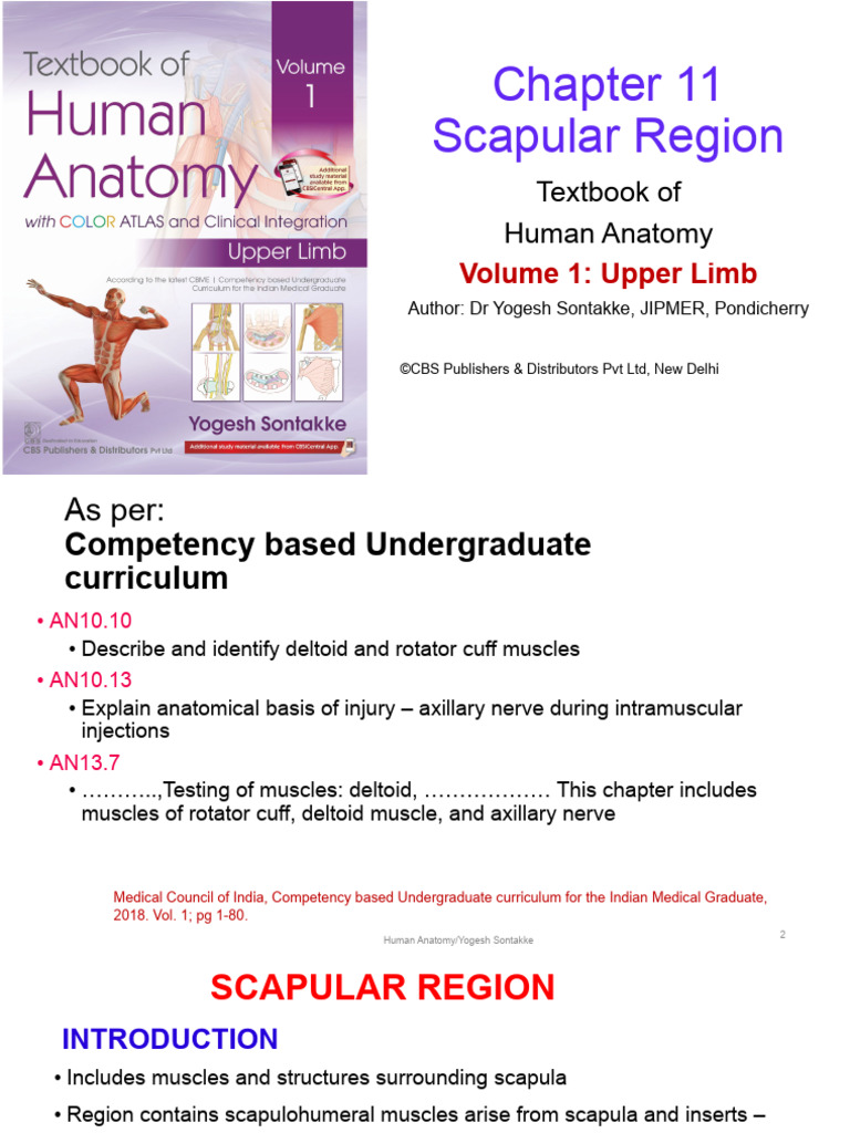 Intermuscular Spaces in Scapular Region | PDF | Shoulder | Arm