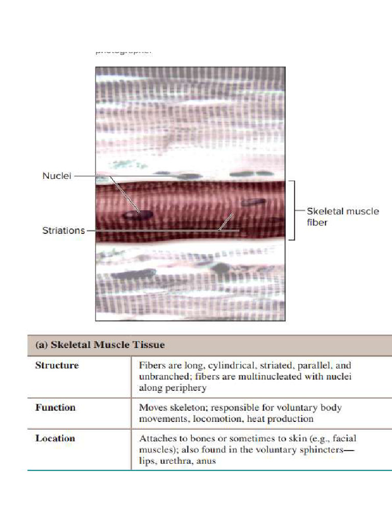 Muscle Tissue | PDF