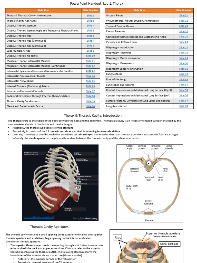 Anatomy of the Thoracic Cavity | PDF | Thorax | Vertebra