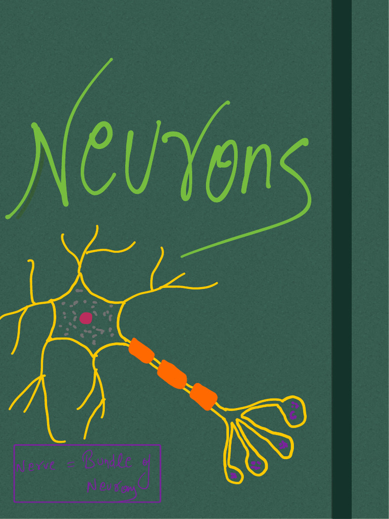 Neurons | PDF