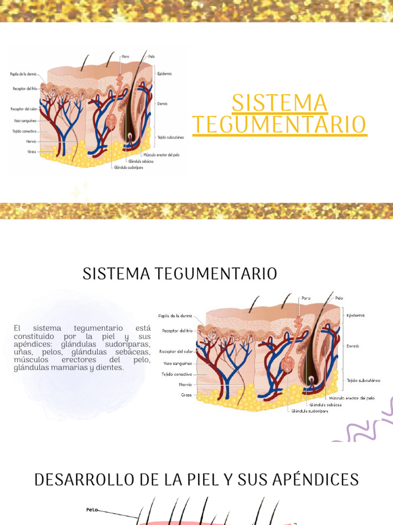 #7 SISTEMA TEGUMENTARIO | PDF | Piel | Sistema tegumentario
