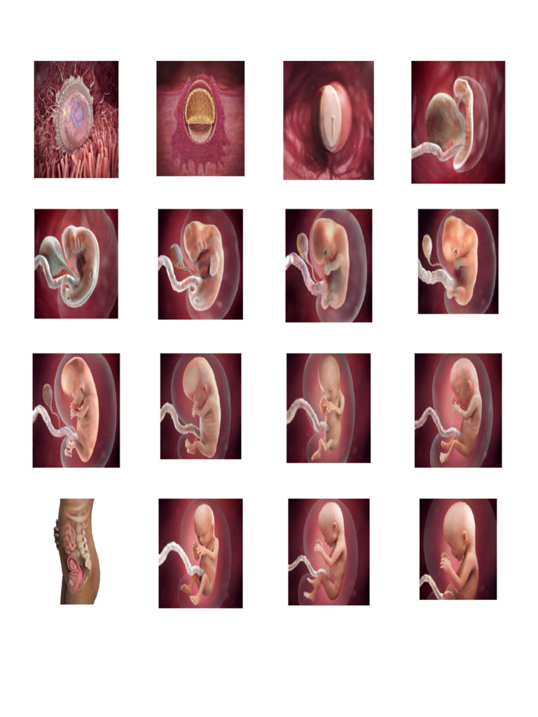FETAL DEVELOPMENT | PDF