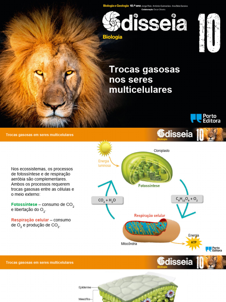 Trocas Gasosas em Seres Multicelulares | PDF | Brânquia | Respiração