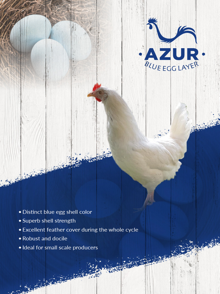 Azur CS English Leaflet | PDF | Chicken | Poultry Farming