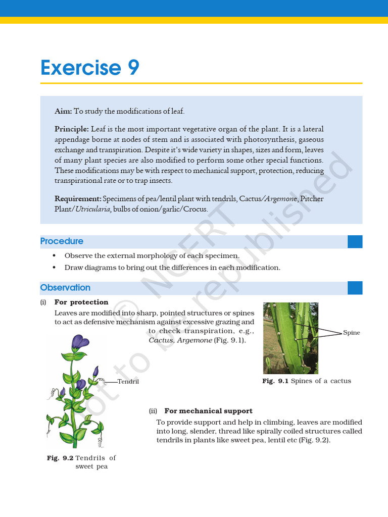 Leaf Modifications and Inflorescences | PDF | Plant Stem | Tissue (Biology)