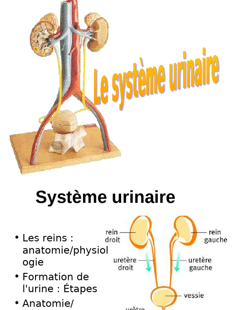 Anatomie du Système Urinaire Humain | PDF | Rein | Appareil urinaire