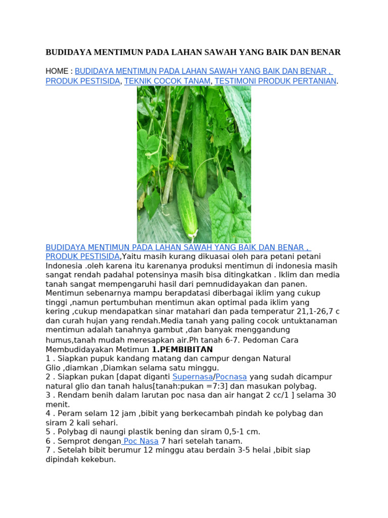 Budidaya Mentimun Pada Lahan Sawah Yang Baik Dan Benar | PDF