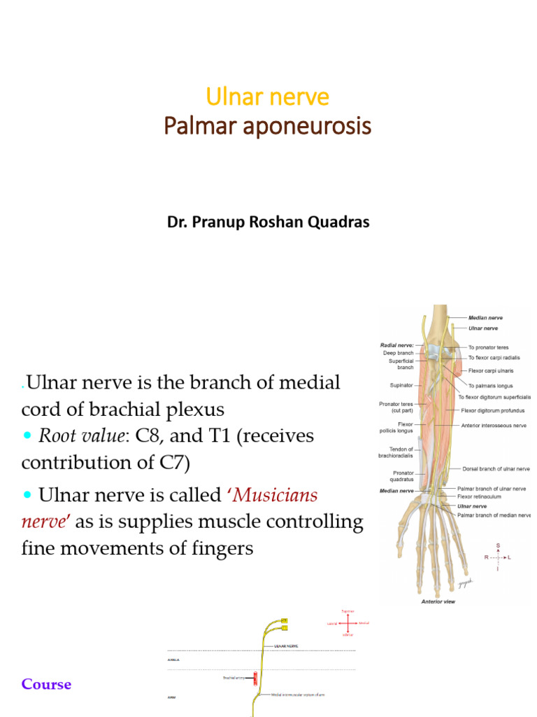 Ulnar Nerve and Palmar Aponeurosis Insights | PDF | Hand | Limbs (Anatomy)