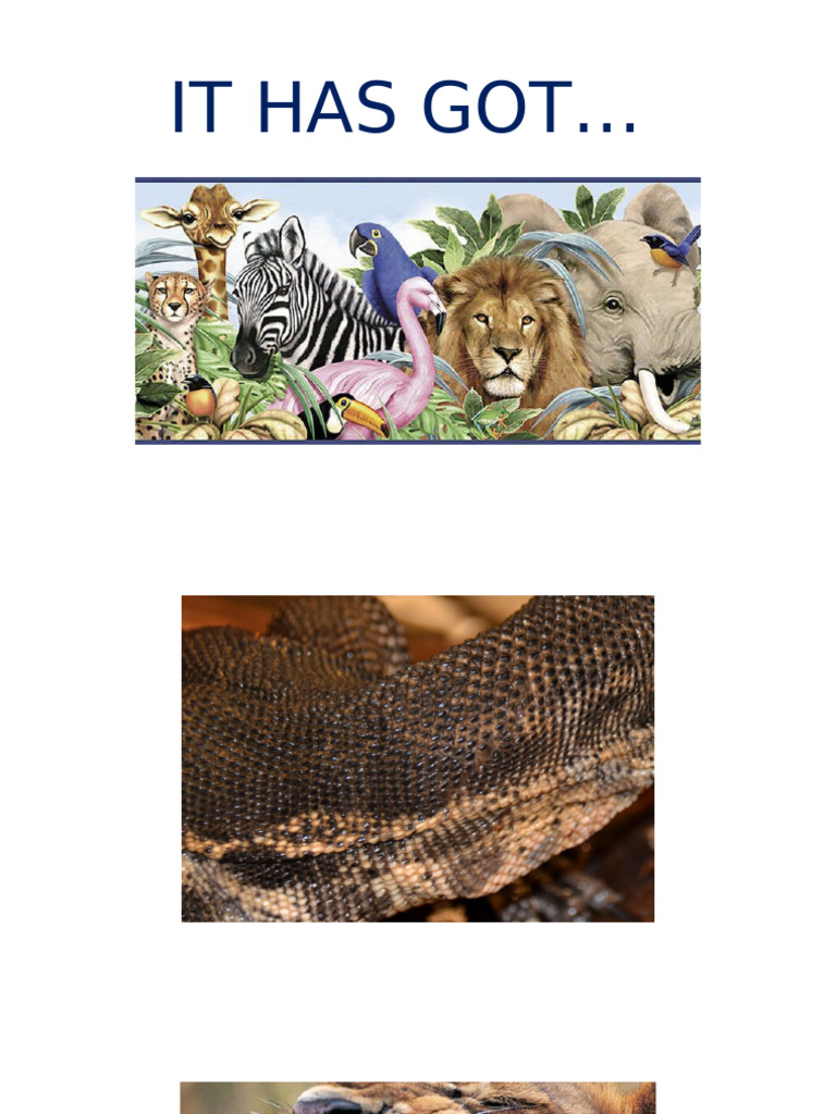 Animal Body Parts | PDF