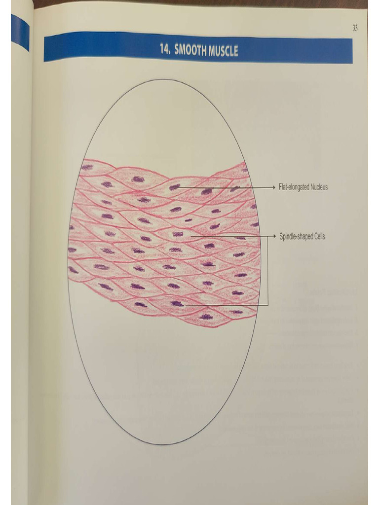 P.8.Muscle Tissue | PDF