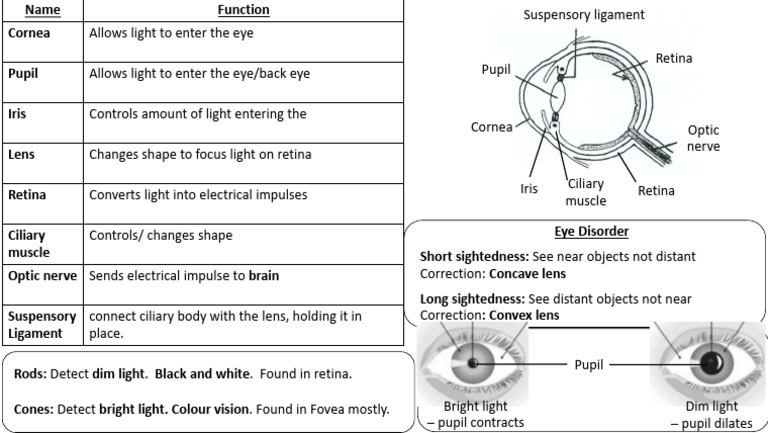 Eye Anatomy and Vision Basics | PDF