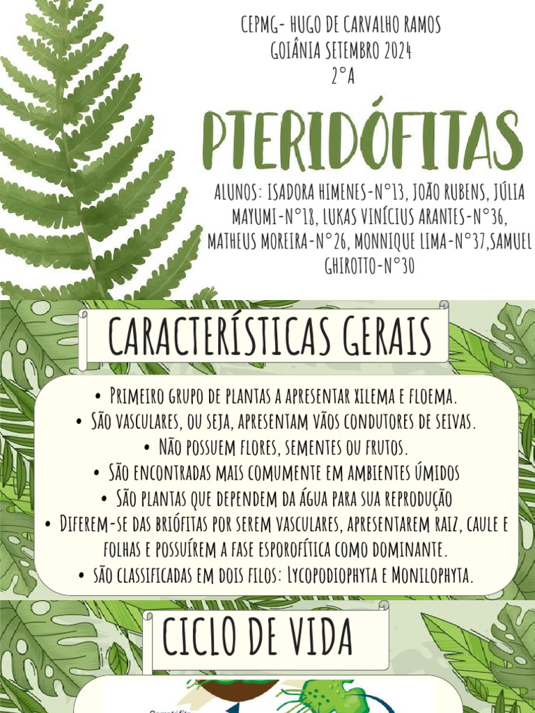 TRABALHO 2°A PTERIDÓFITAS - PPTX - 20240913 - 005146 - 0000 | PDF ...
