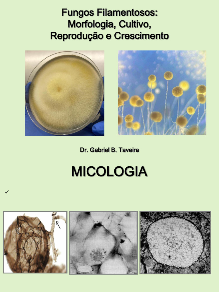 Morfologia e Importância dos Fungos Filamentosos | PDF | Fungo | Reprodução