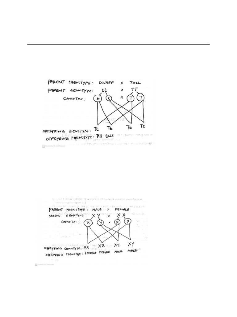 Answersheet For Assignment 4 Genetics | PDF