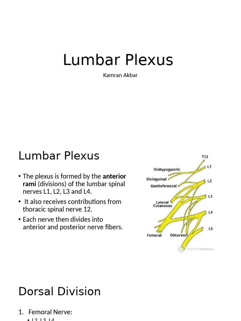 Lumbar Plexus | PDF | Pelvis | Neuroanatomy