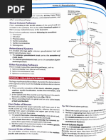 Anatomy of the DCML Pathway Explained | PDF | Neuroscience | Nervous System