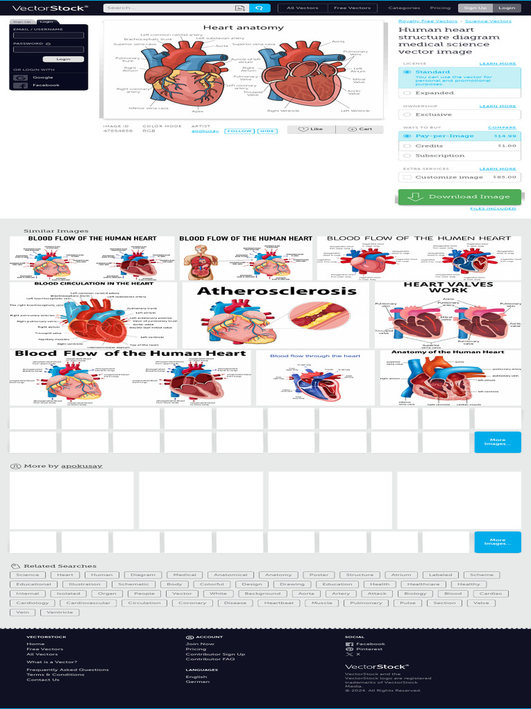 Human Heart Structure Diagram Medical Science Vector Image | PDF ...