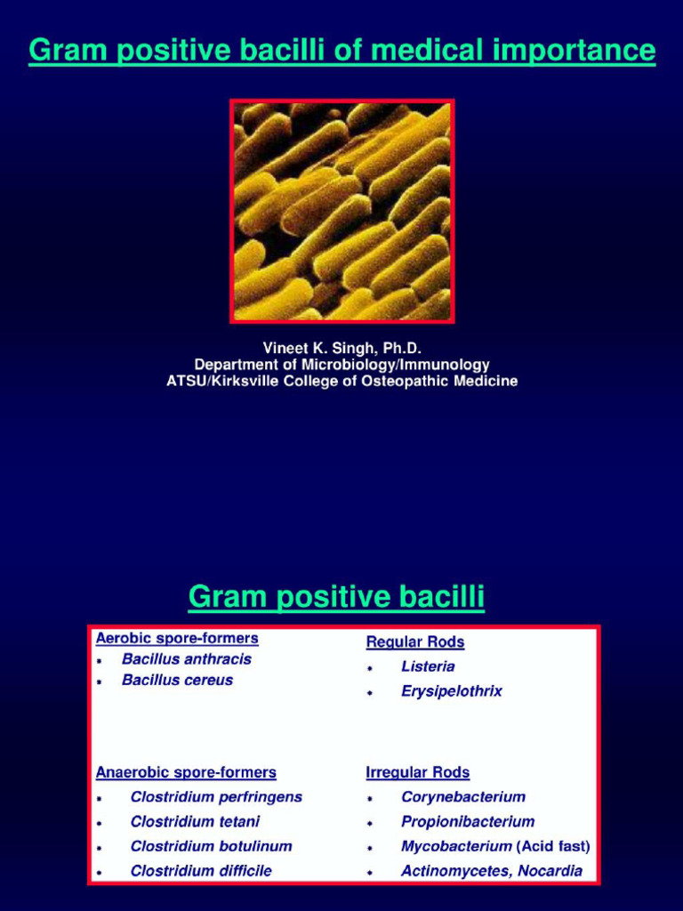 Gram Positive Bacilli | PDF