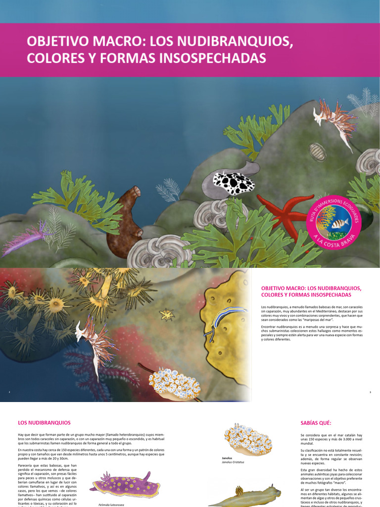 Eix 4 Nudibranquis - Es | PDF | Moluscos