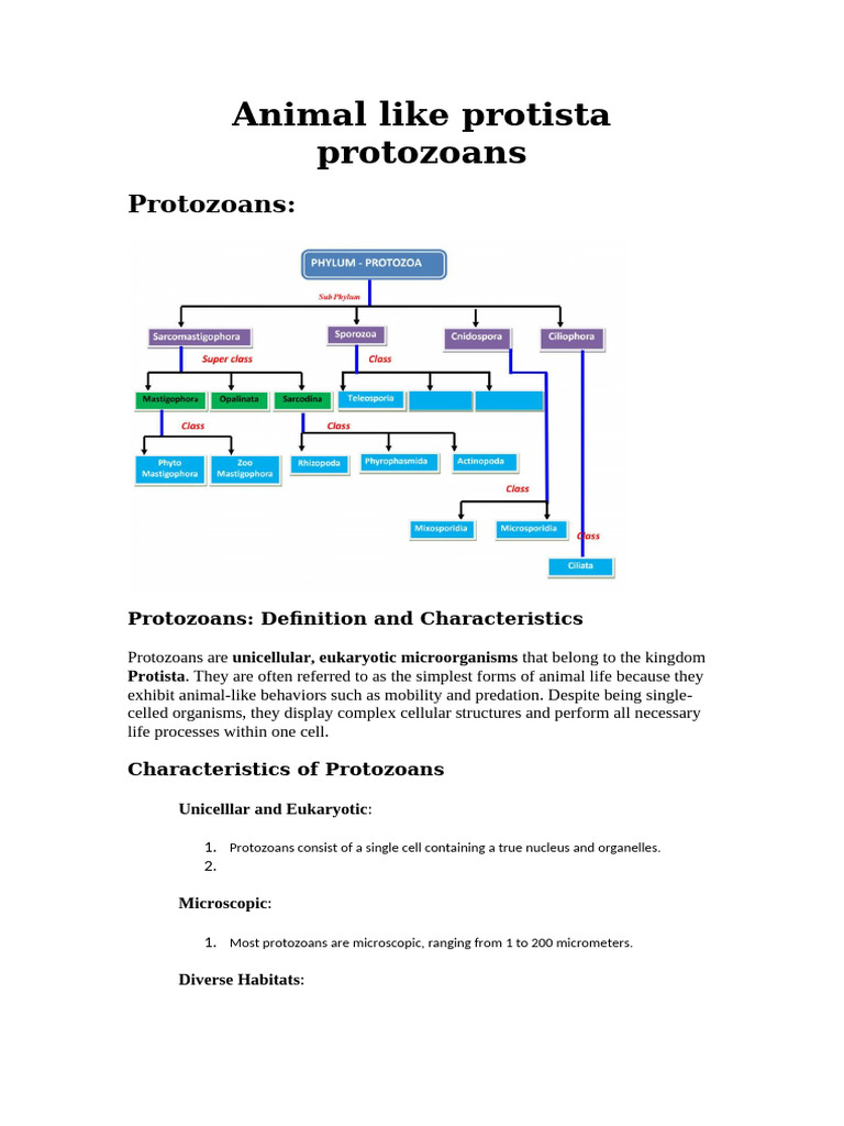 Animal Like Protista Protozoans | PDF | Protozoa | Meiosis
