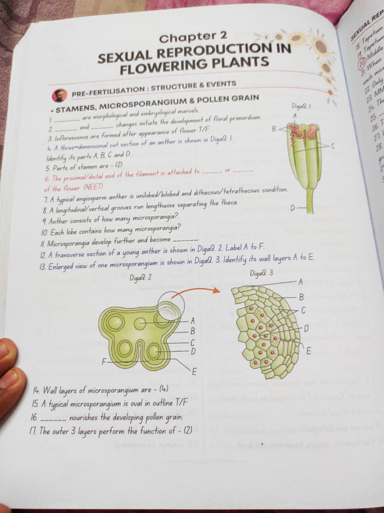 Sexual Reproduction in Flowering Plants | PDF | Flowers | Pollination