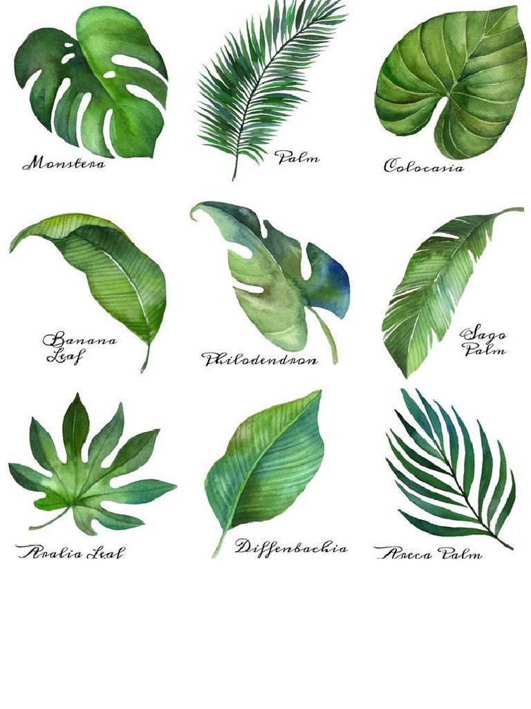 Leaves | PDF