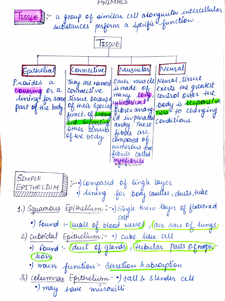 Animal Tissue | PDF | Connective Tissue | Morphology (Biology)