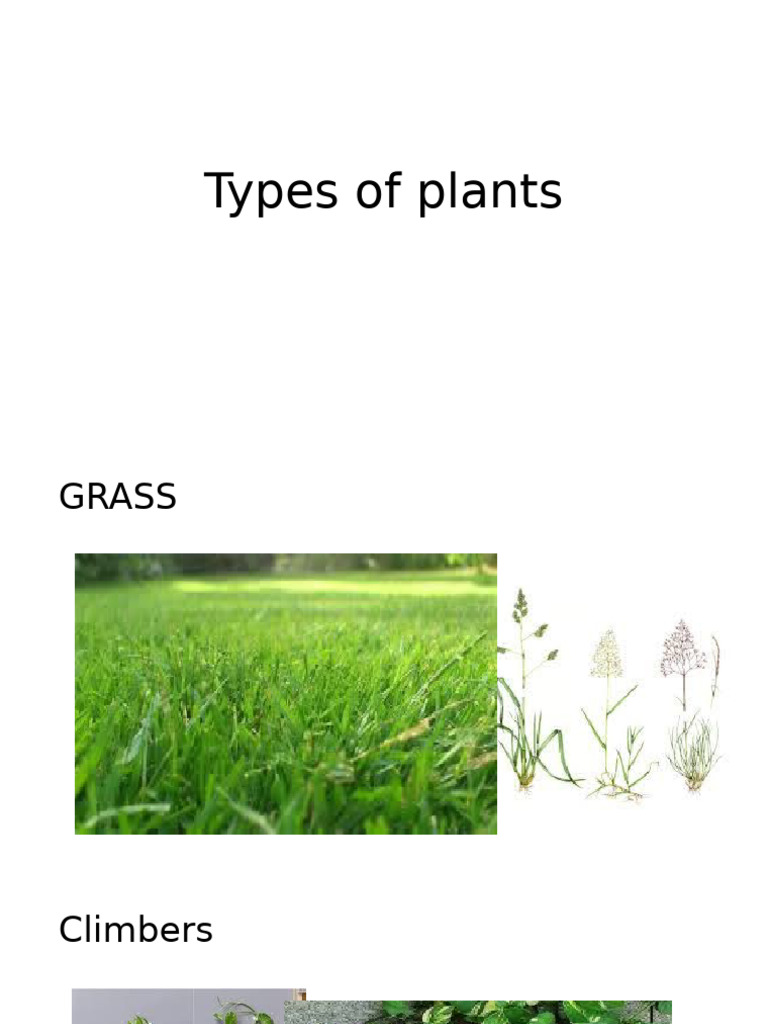 Types of Plants | PDF