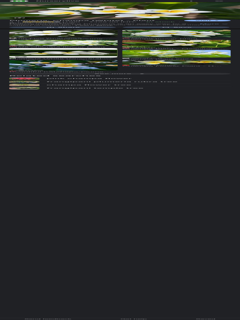 Champa Flower - Google Search | PDF