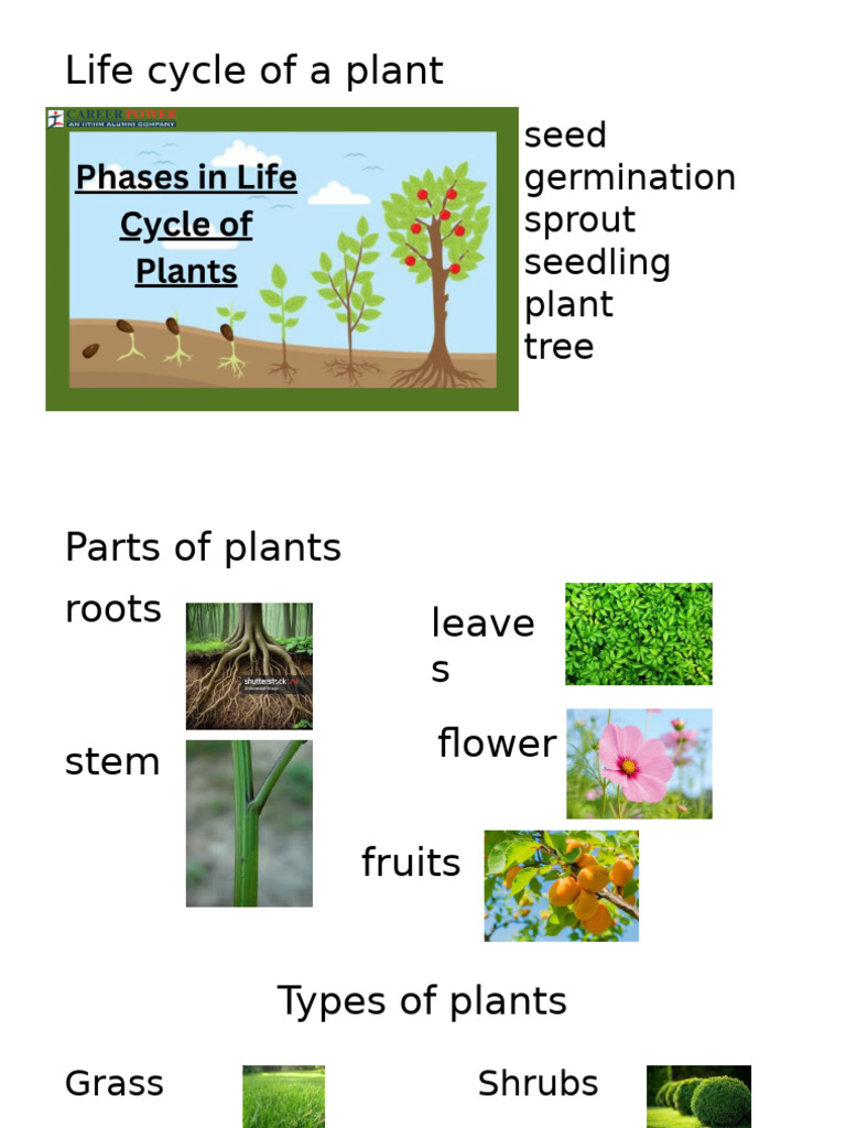 All About Plants | PDF