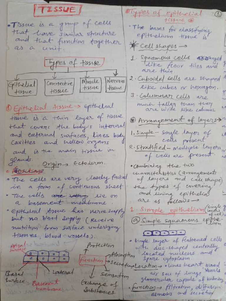 HAP-1 Notes BPharm 1st Sem - 241025 - 132024 | PDF
