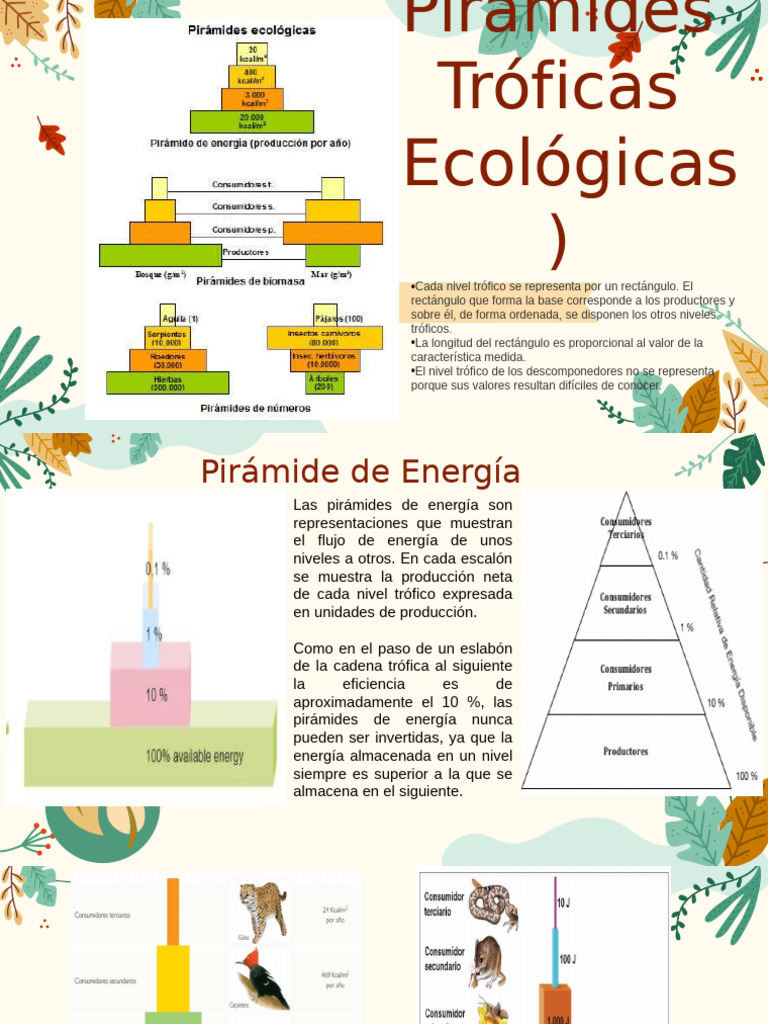 4TO C PIRÁMIDES ECOLÓGICAS F | PDF | Ecología de sistemas | Ecología