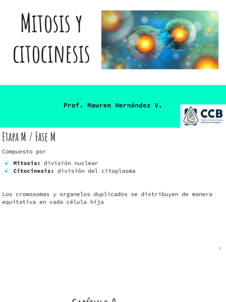 Mitosis y Citocinesis: Proceso Celular | PDF | Mitosis | Cromosoma