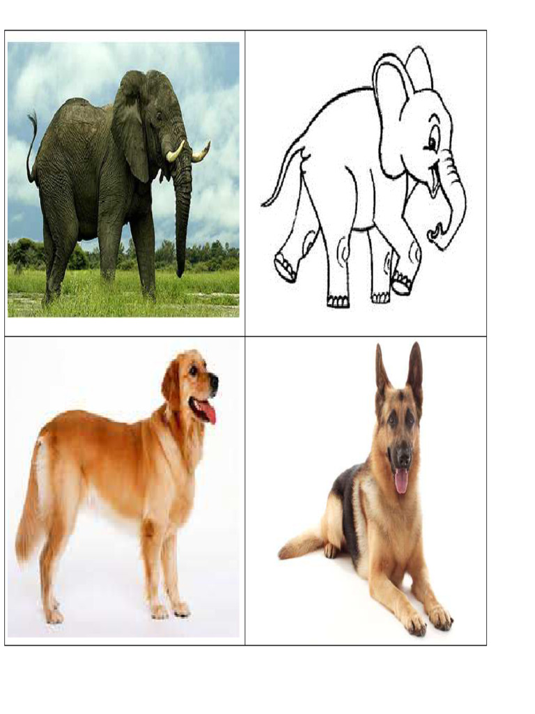 Flash Card-Dong Vat | PDF