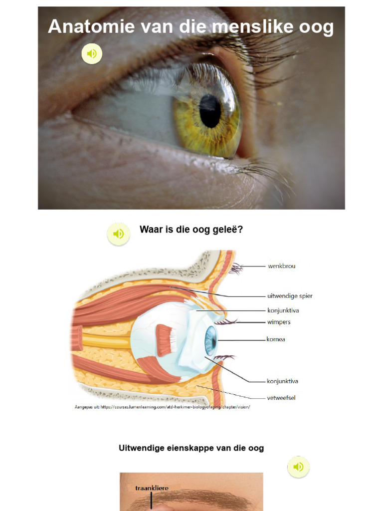 Anatomie van die menslike oog | PDF