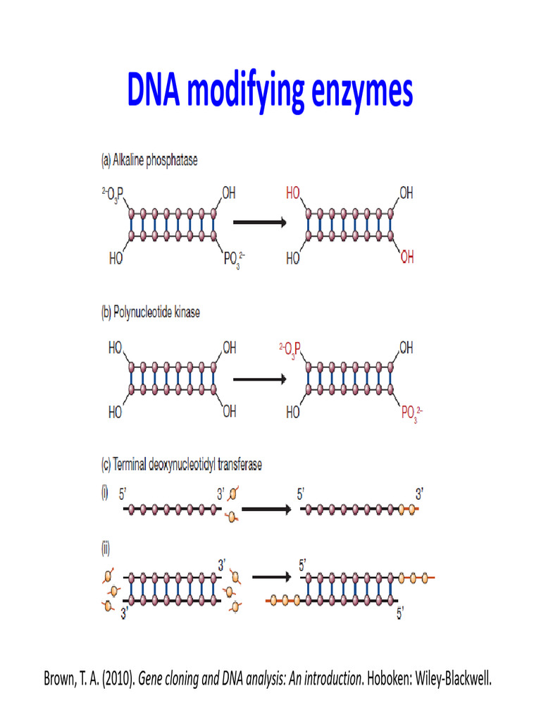 Ecture 3 | PDF | Molecular Cloning | Dna