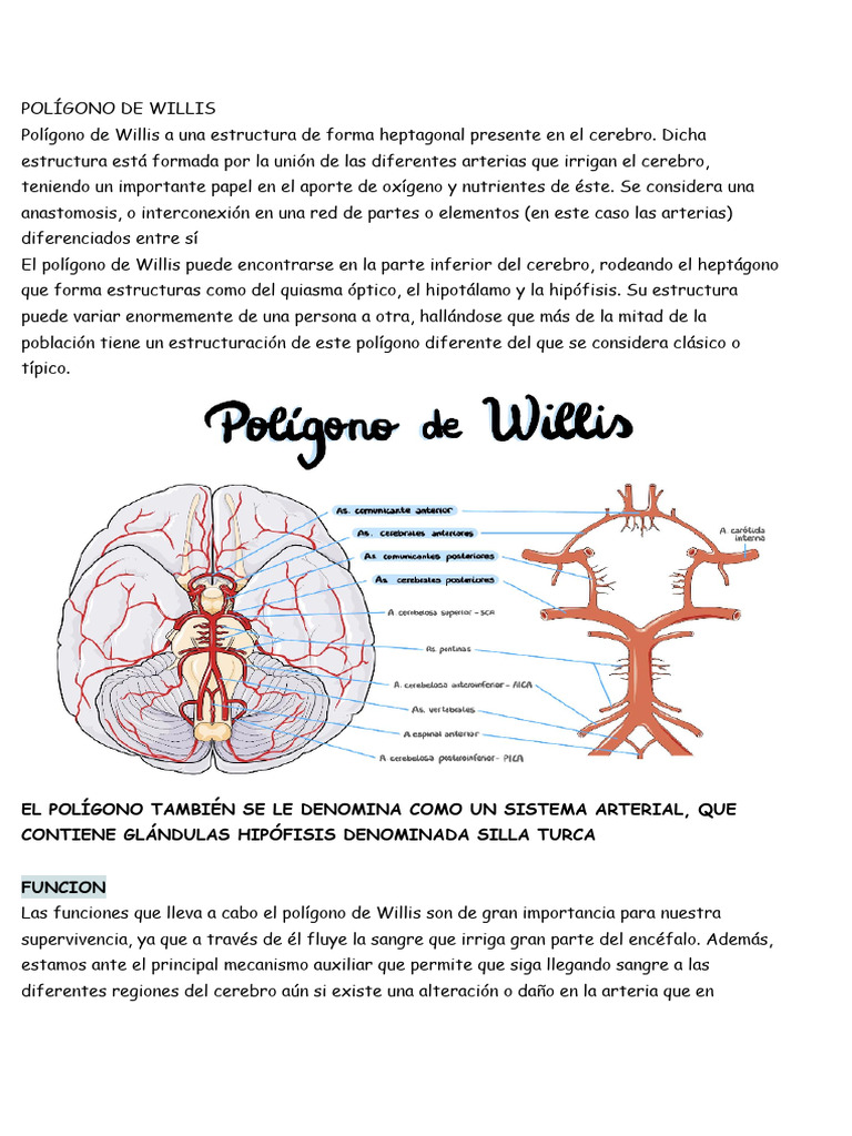 Polígono de Willis | PDF | Cerebro | Lóbulo occipital