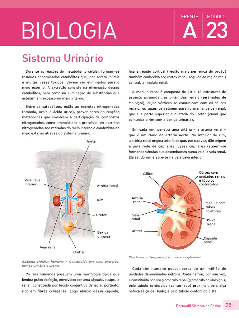 Sistema Urinário | PDF | Rim | Sistema urinário