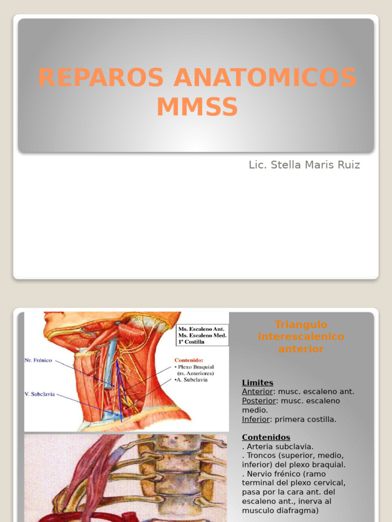 3-Reparos Anatomicos Mmss | PDF | Anatomía humana | Sistema ...