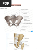 Anatomía y Cultura de las Nalgas | PDF | Nalgas | Anatomía humana