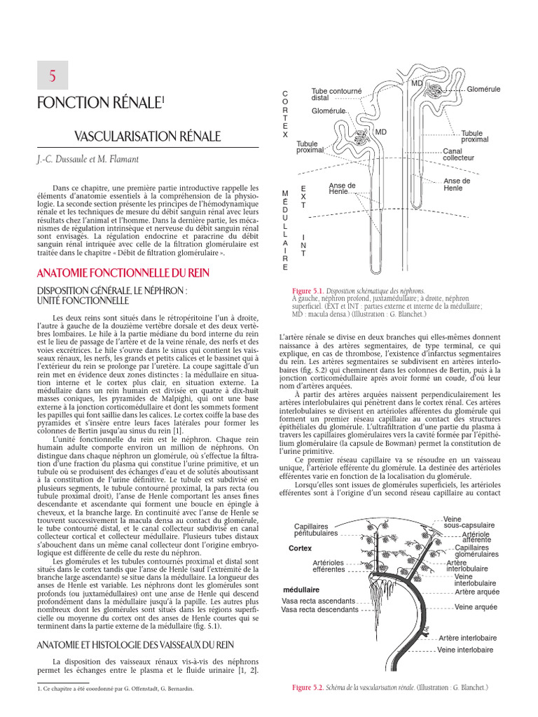 1-5-Fonction-rénale | PDF | Rein | Organe