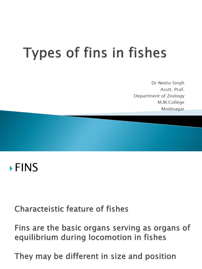 Types-of-fins-in-fishes | PDF