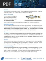 Types and Functions of Fish Scales | PDF | Fish | Aquatic Animals