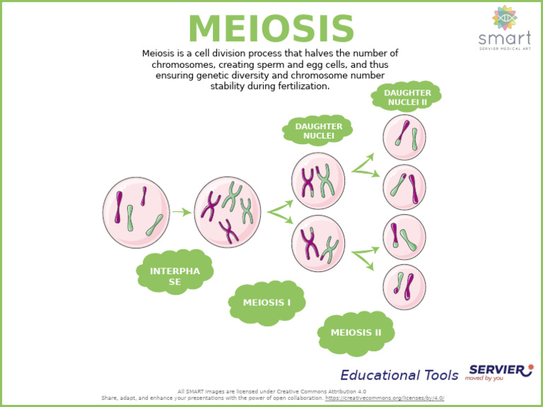 Edu Meiosis Genetic | PDF