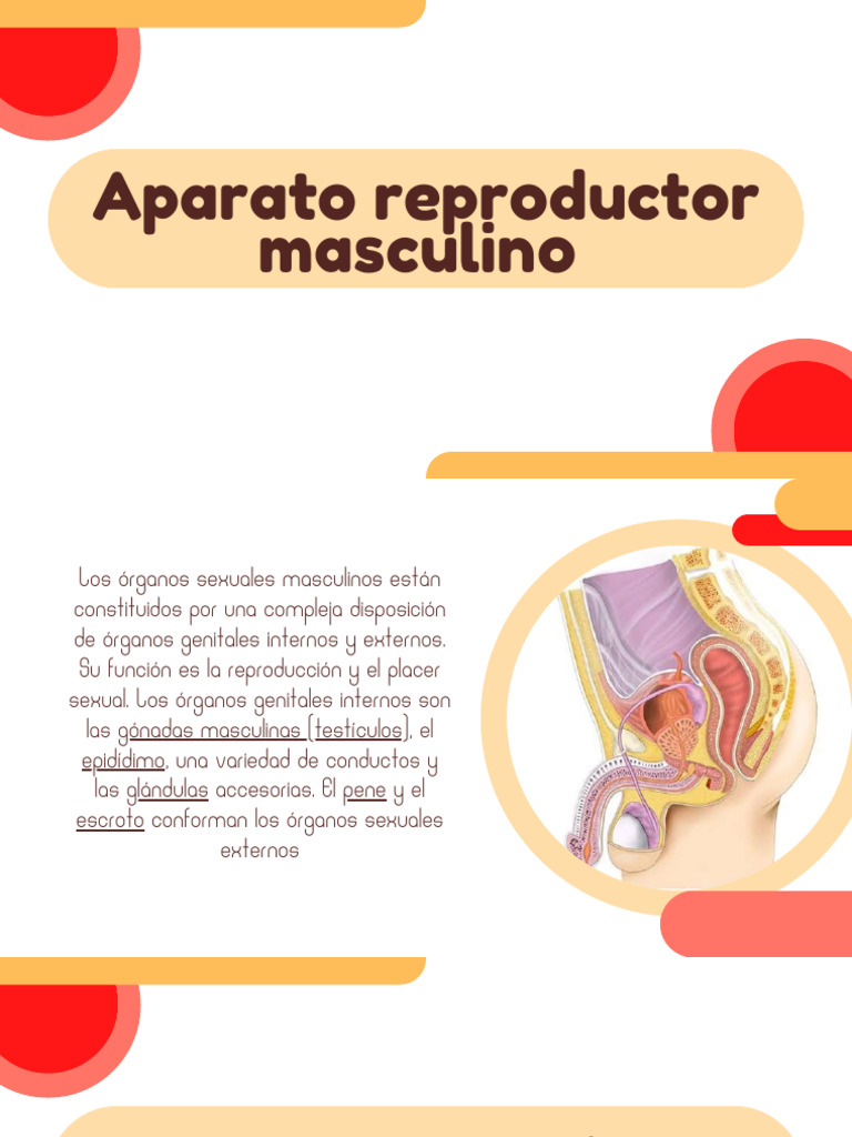 Presentación aparato reproductor masculino | PDF
